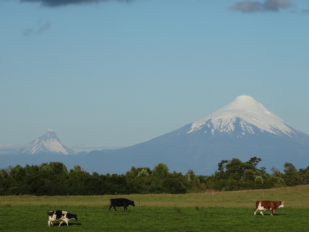 Osorno Volcano Cow Field - Free photo on Pixabay - Pixabay