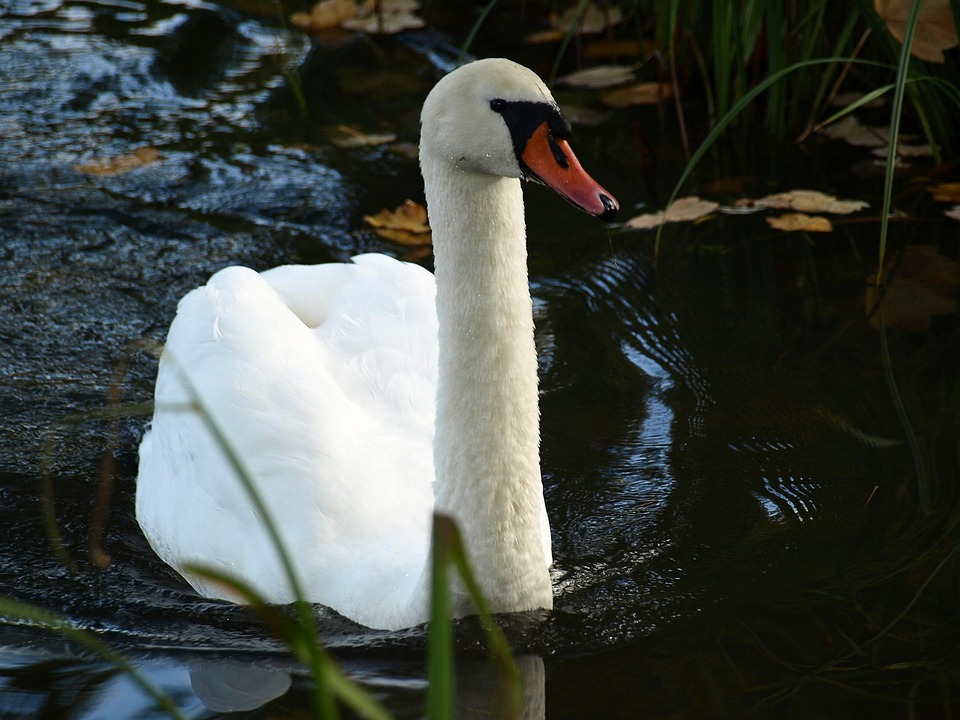 Swan Bird Animal - Free photo on Pixabay