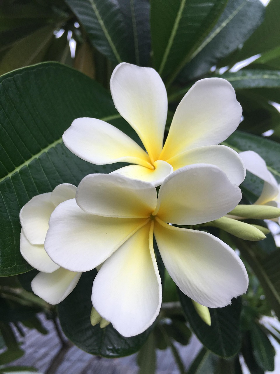 Plumeria Champa Floral - Free photo on Pixabay
