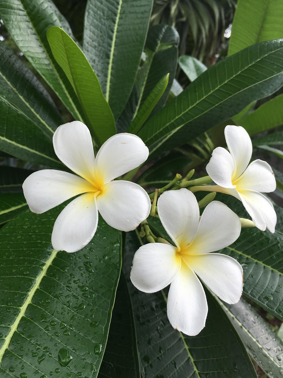 Plumeria Champa Floral - Free photo on Pixabay