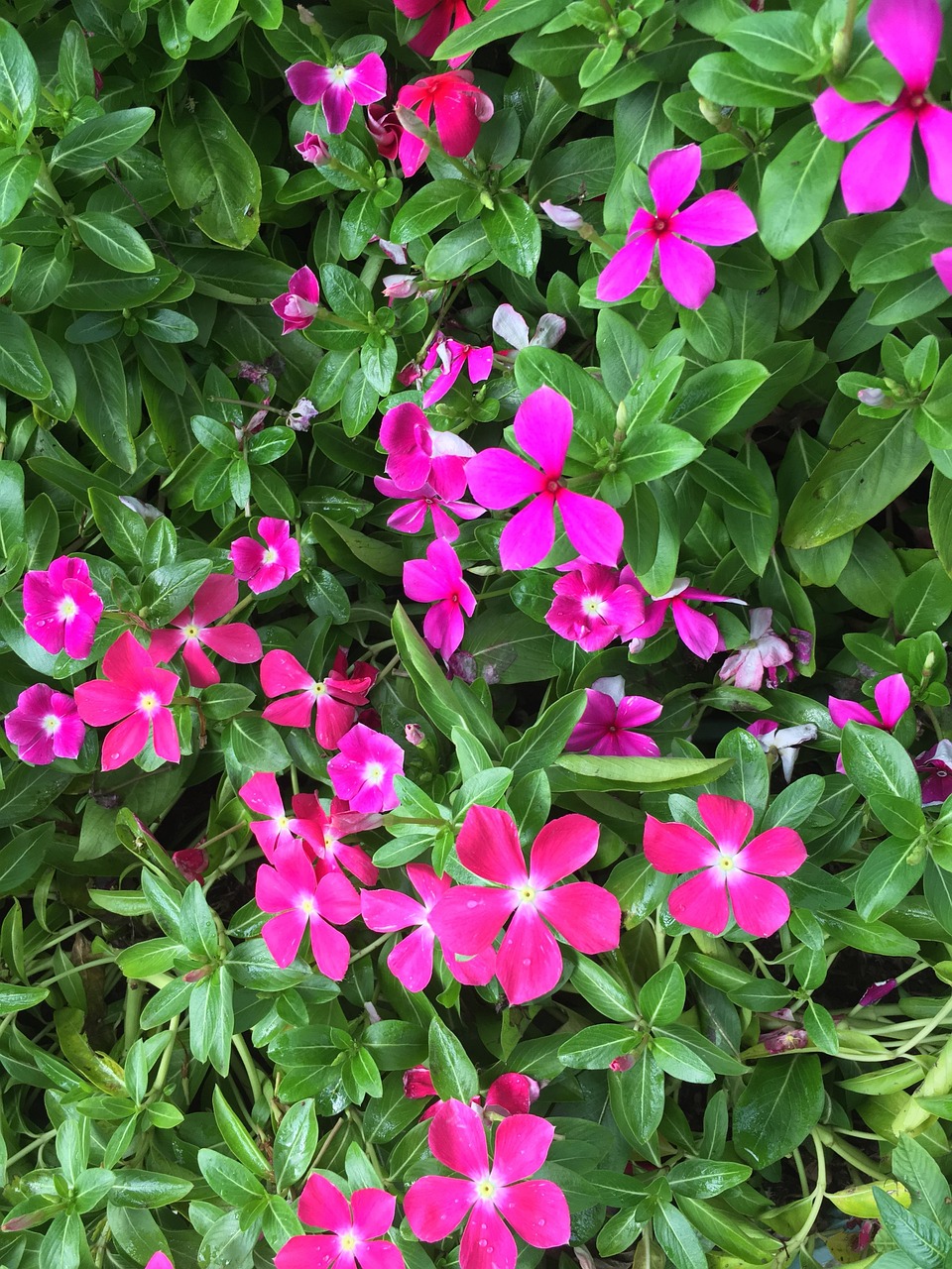 Vinca Flores Silvestres Magenta - Foto gratuita no Pixabay - Pixabay