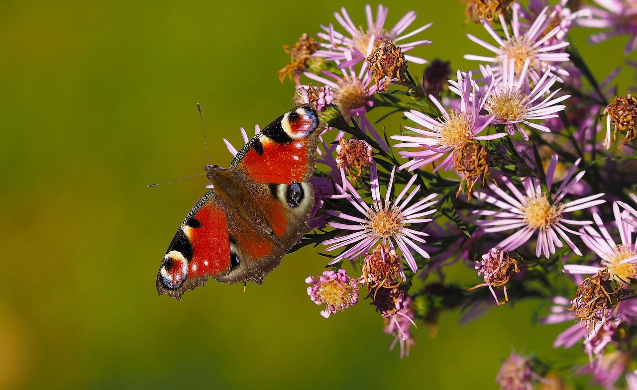 Butterflies Peacock Insects - Free photo on Pixabay