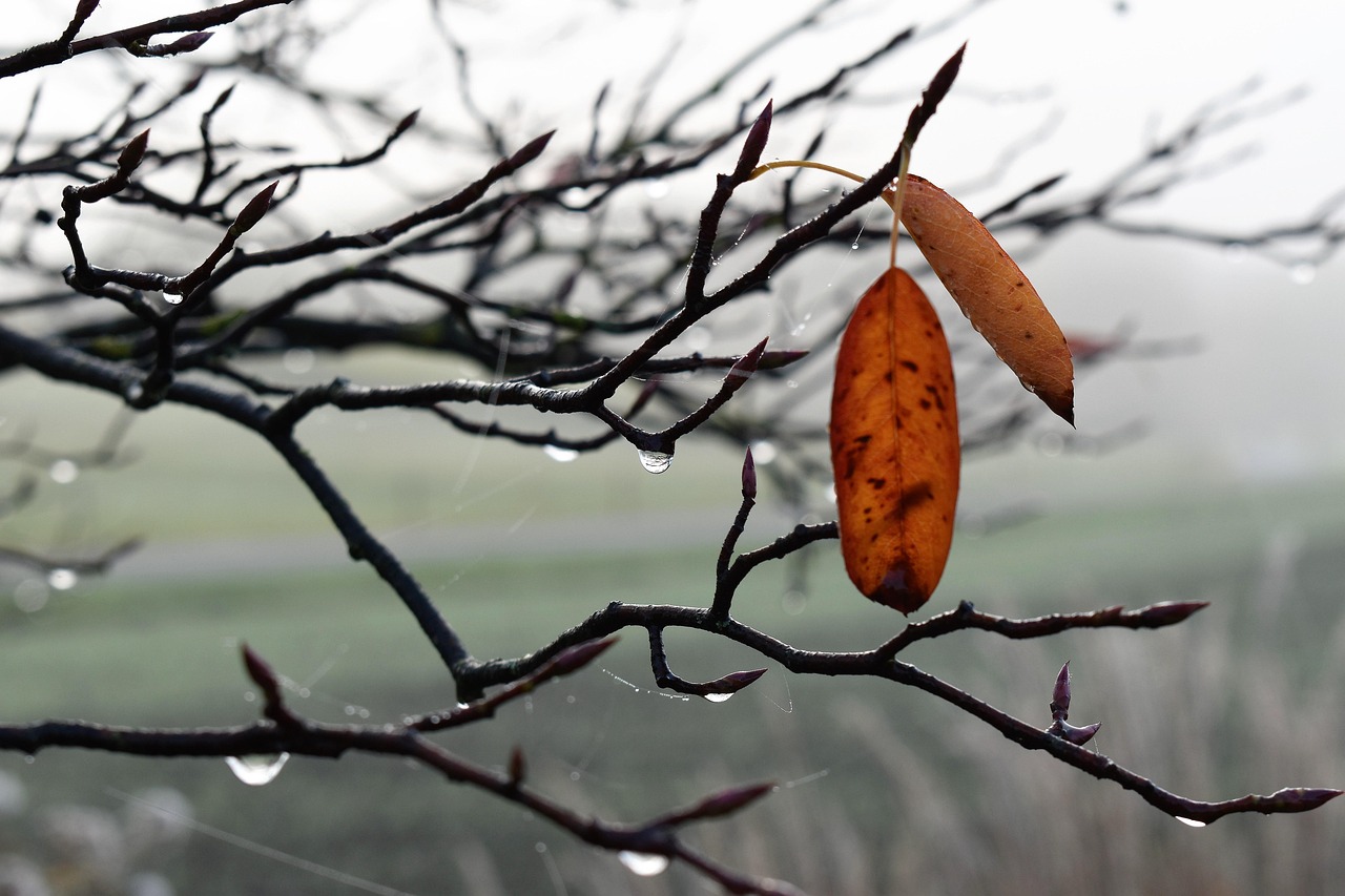 100,000+ Free Spring Thaw & Spring Images - Pixabay