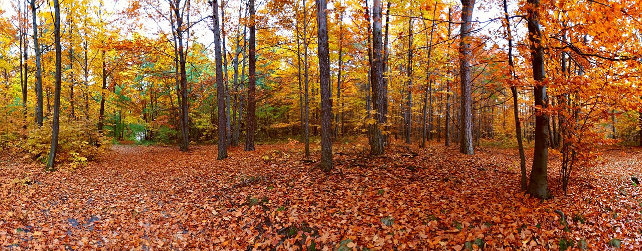 Herbst Natur Wald - Kostenloses Foto auf Pixabay - Pixabay