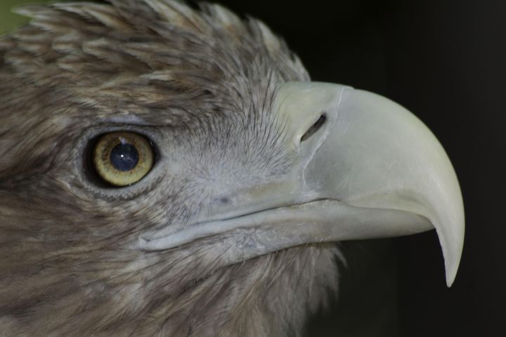 100+ Free Aquila & L'Aquila Photos - Pixabay