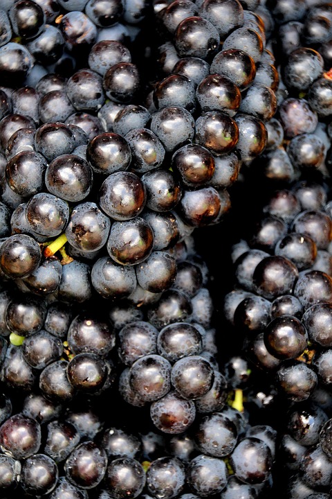 Weintrauben Blaue Trauben Obst - Kostenloses Foto auf Pixabay