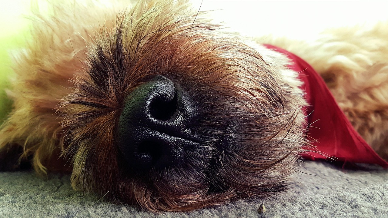 Perro Dormir Animal - Foto gratis en Pixabay - Pixabay