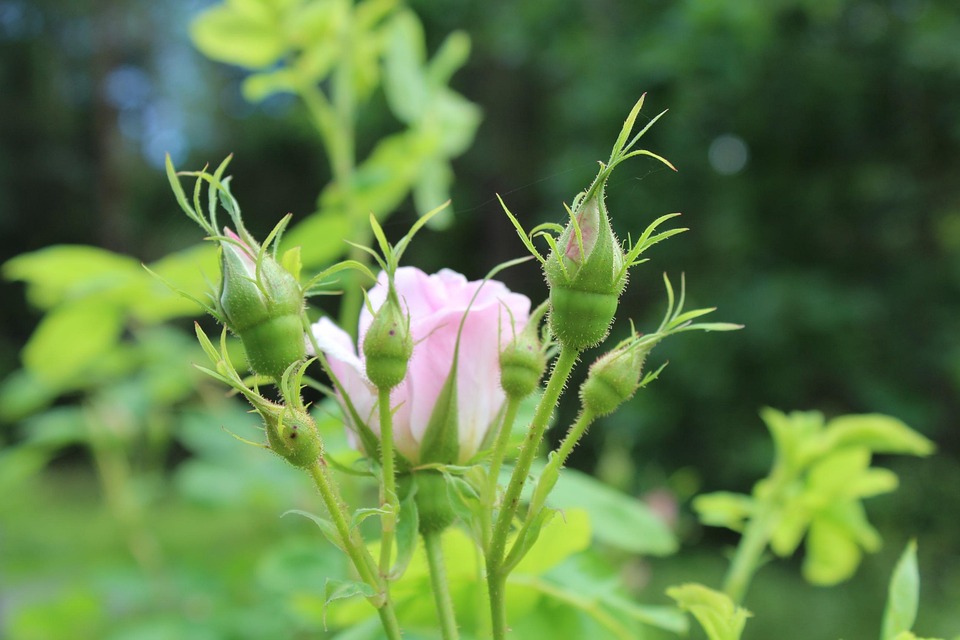 Rose Fleur Plante La - Photo gratuite sur Pixabay