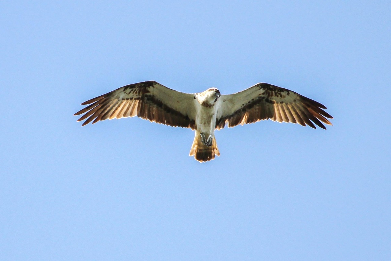 Osprey Müritz Mecklenburg Lake - Free photo on Pixabay - Pixabay