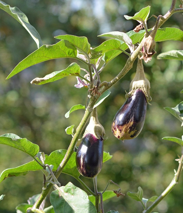 Vegetable Aubergine - Free photo on Pixabay - Pixabay