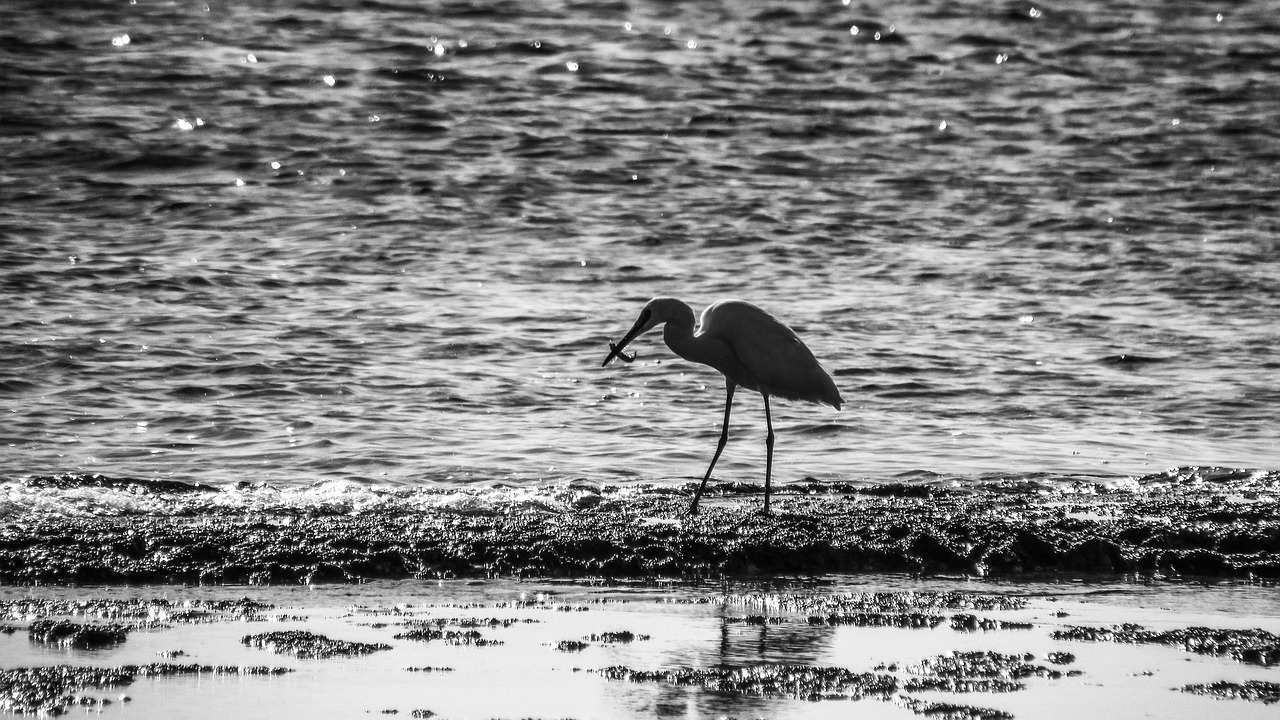 Garza Pesca Pájaro - Foto gratis en Pixabay - Pixabay