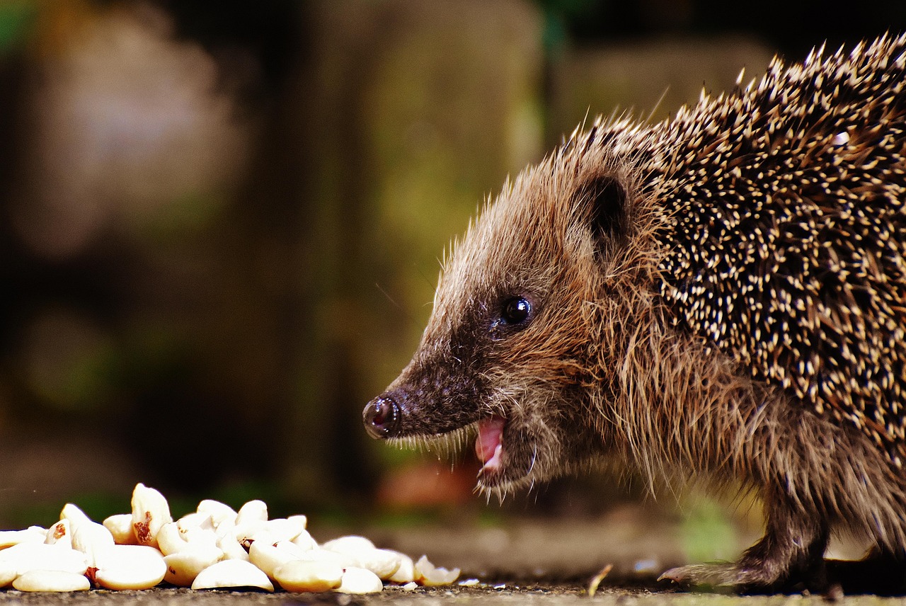 Hedgehog Child Young - Free photo on Pixabay