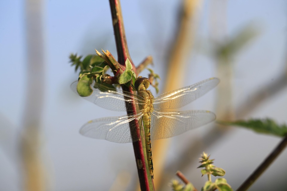 Dragonfly Nature Insects - Free photo on Pixabay