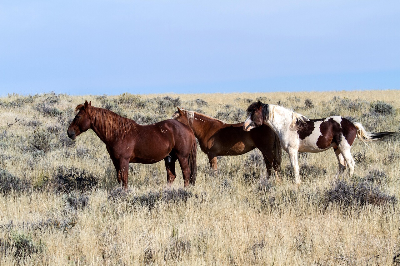 Plus de 100 000 images de Chevaux Sauvages et de Nature - Pixabay