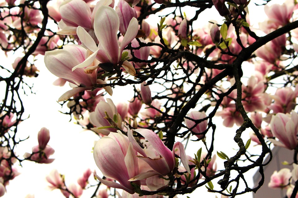Magnolien Magnolienbaum Frühling · Kostenloses Foto auf Pixabay