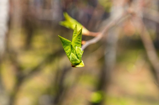 Le Printemps Feuille Branche La - Photo gratuite sur Pixabay - Pixabay