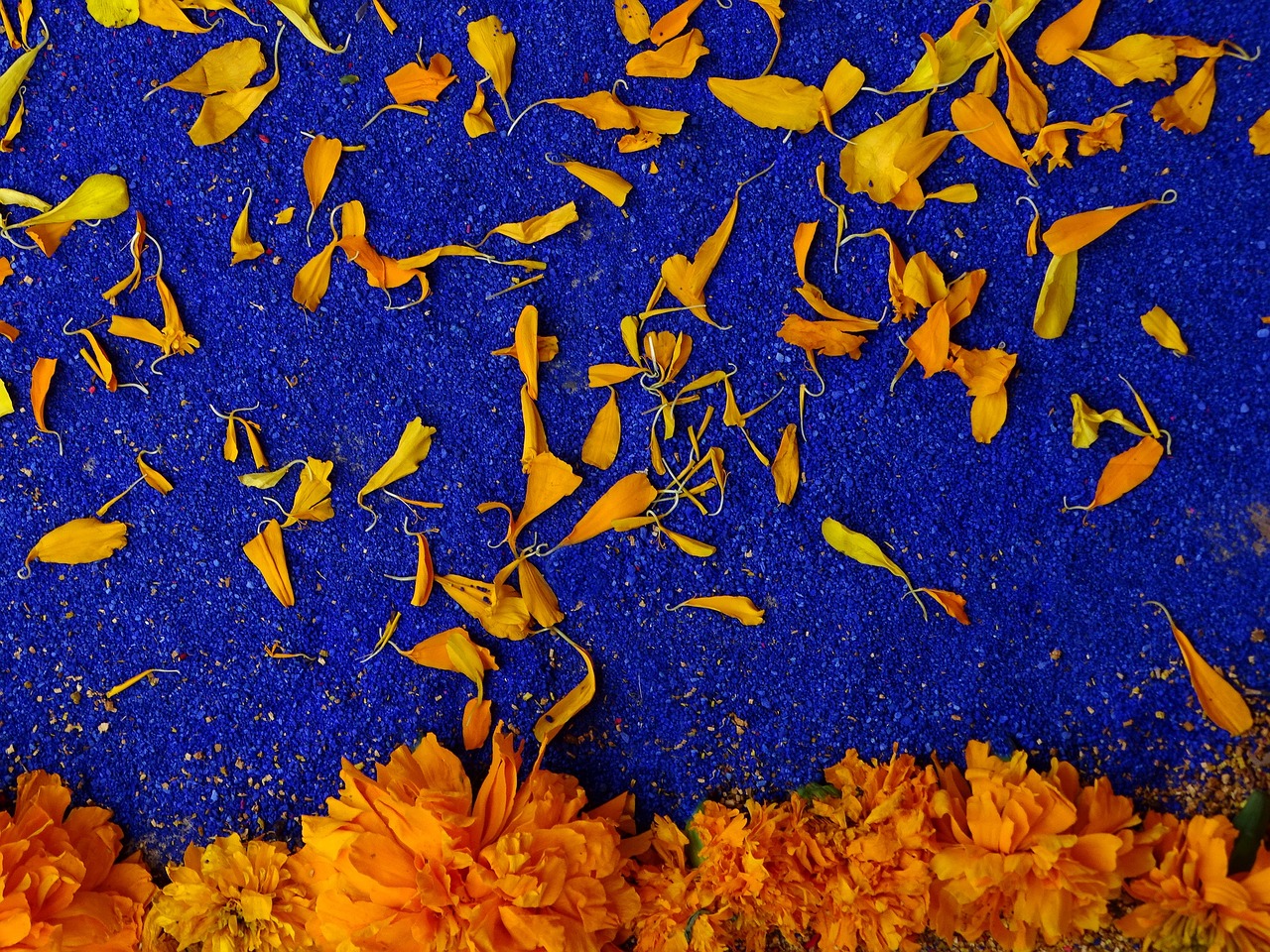 Más de 500 000 imágenes gratis de Flores De Cempasúchil y Flores - Pixabay
