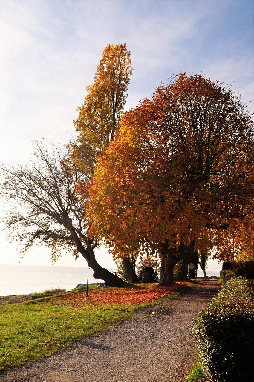 Lake Tree Landscape - Free photo on Pixabay - Pixabay