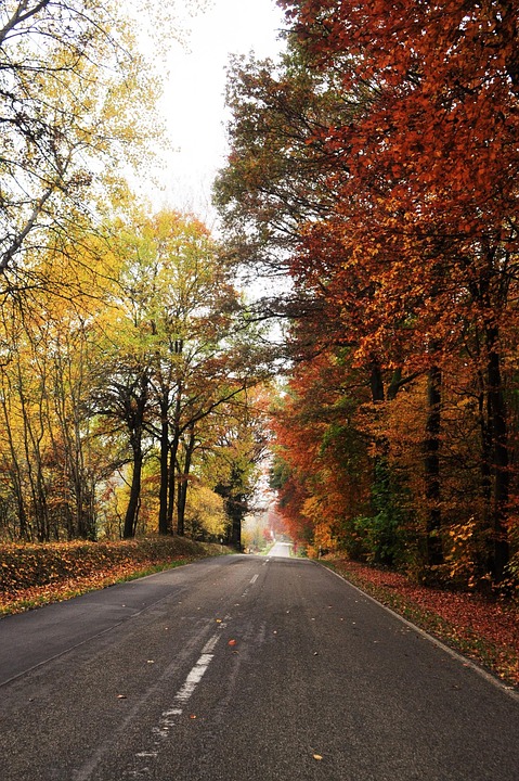 Road Fall Autumn Landscape - Free photo on Pixabay - Pixabay
