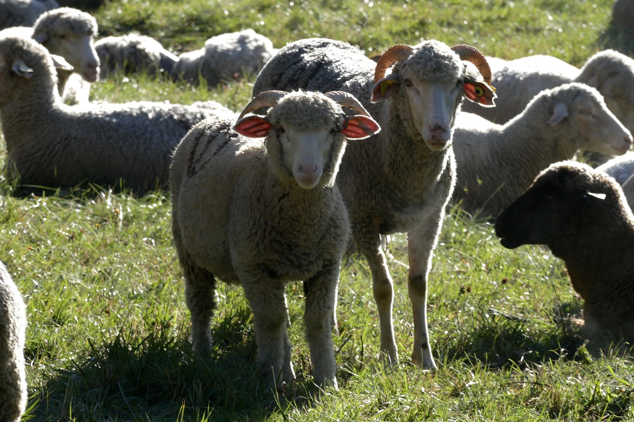 Oveja Cordero Animales - Foto gratis en Pixabay - Pixabay