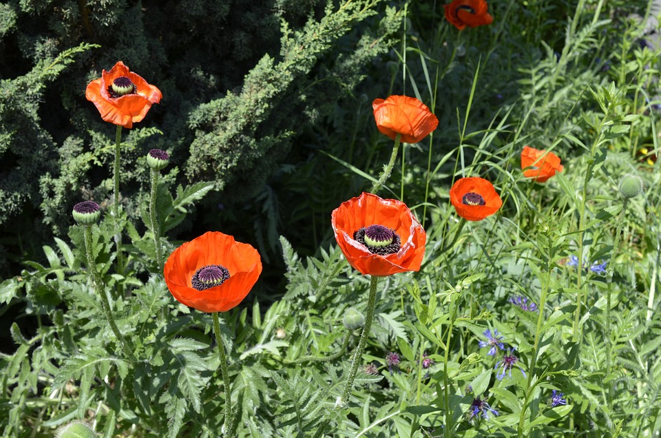 Opium Bunga-Bunga Poppy Merah - Foto gratis di Pixabay - Pixabay