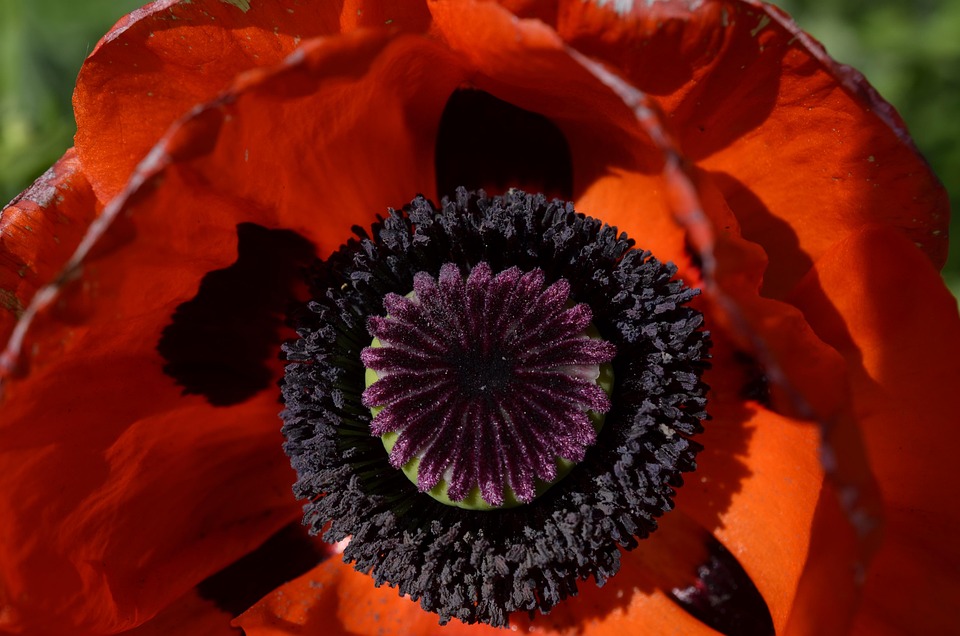 Opium Bunga-Bunga Poppy Merah - Foto gratis di Pixabay - Pixabay