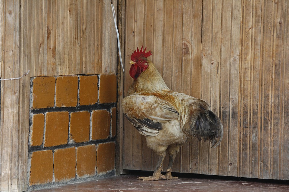 Gallo Ferme Rustique - Photo gratuite sur Pixabay - Pixabay