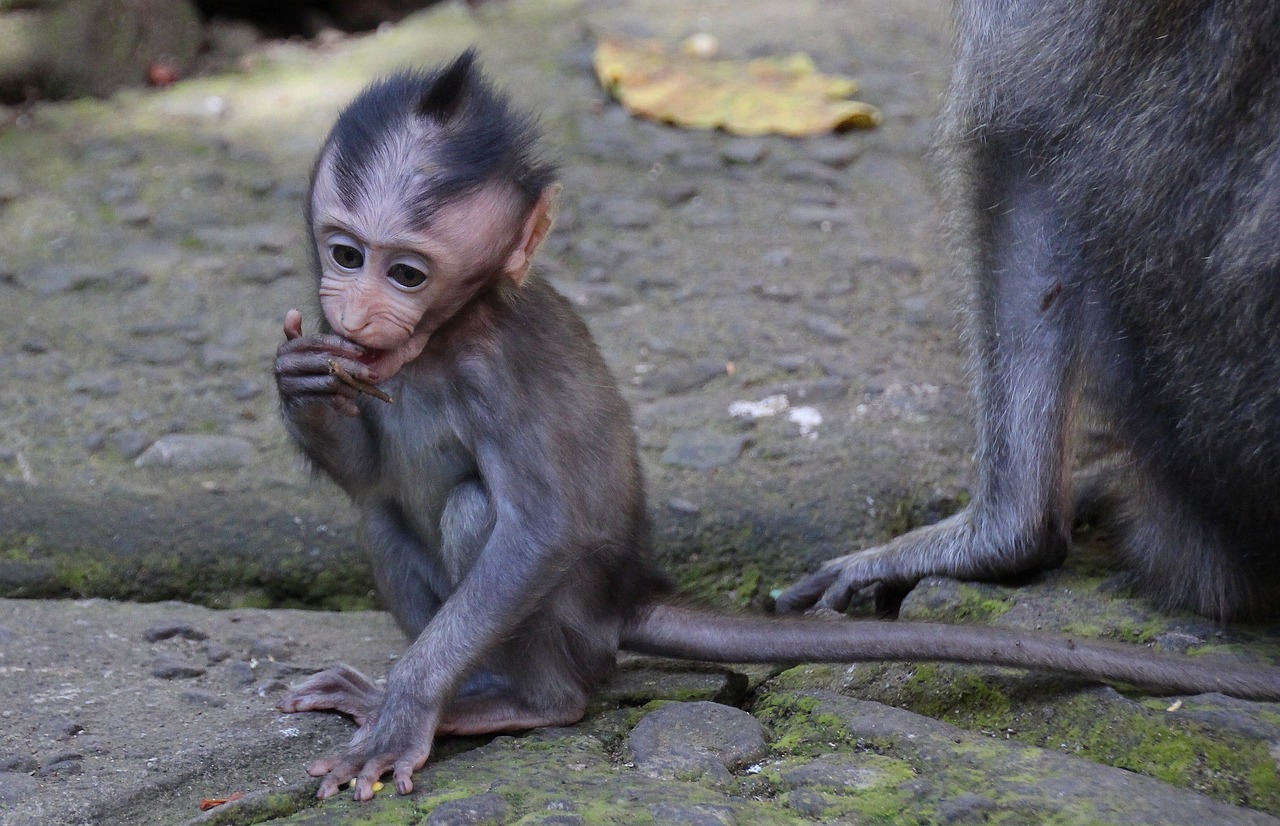 Bali Singe Bébé - Photo gratuite sur Pixabay - Pixabay