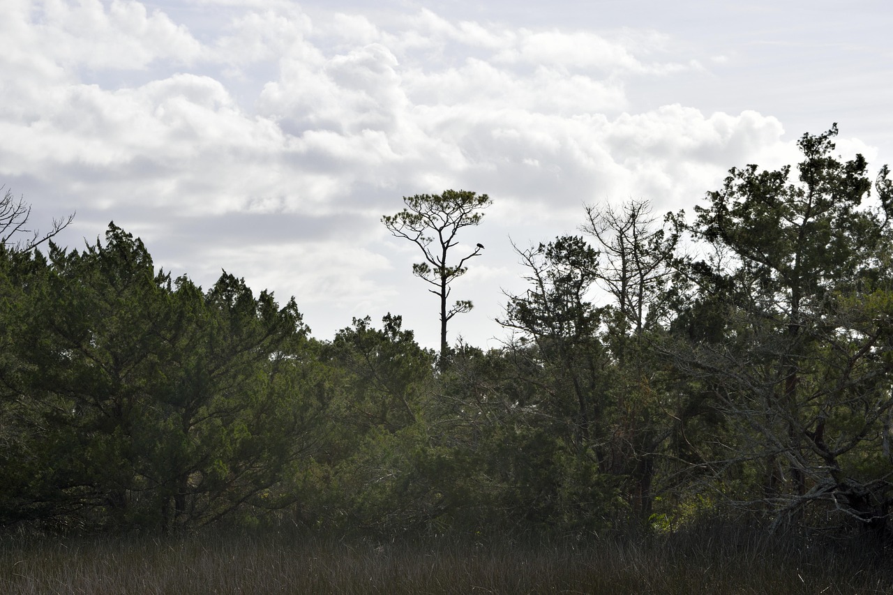 Florida Marsh Wetland - Free photo on Pixabay - Pixabay