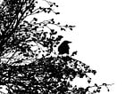 5 Carrion crow Synonyms. Similar words for Carrion crow.