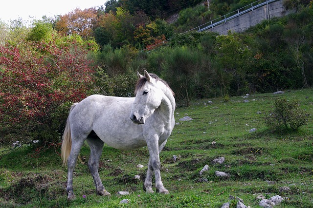 Caballo Parque Nacional De Los - Foto gratis en Pixabay - Pixabay