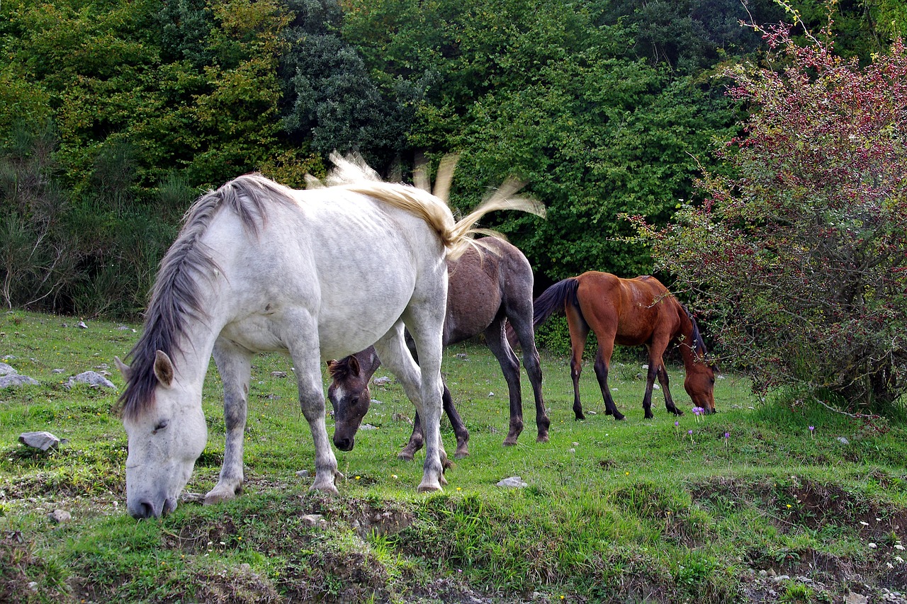 Caballo Potro Caballos Parque - Foto gratis en Pixabay - Pixabay