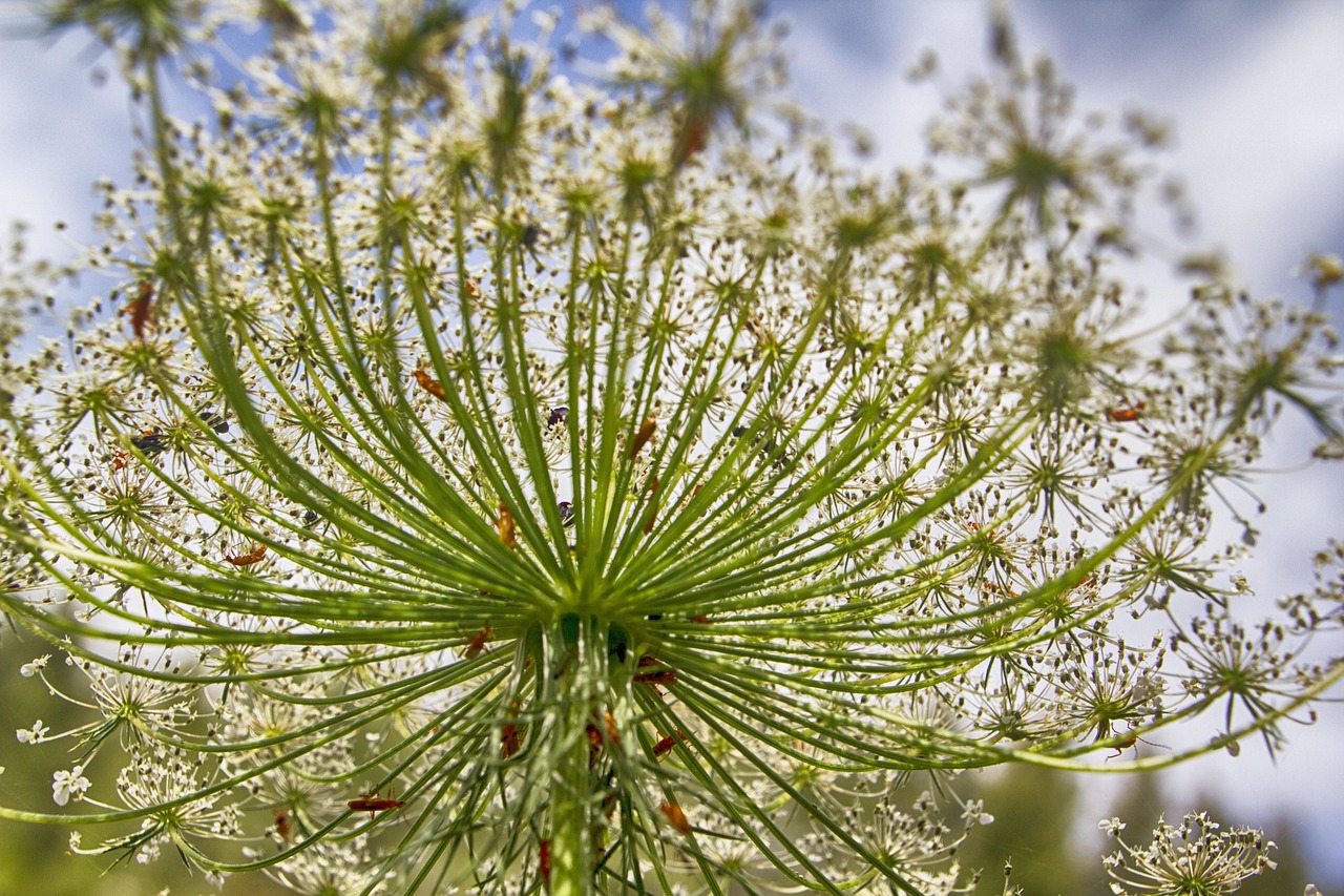 Flor Blanco Flores Blancas - Foto gratis en Pixabay - Pixabay