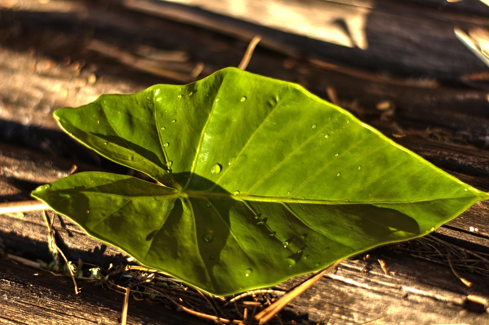 Hoja Verde Jardín - Foto gratis en Pixabay - Pixabay