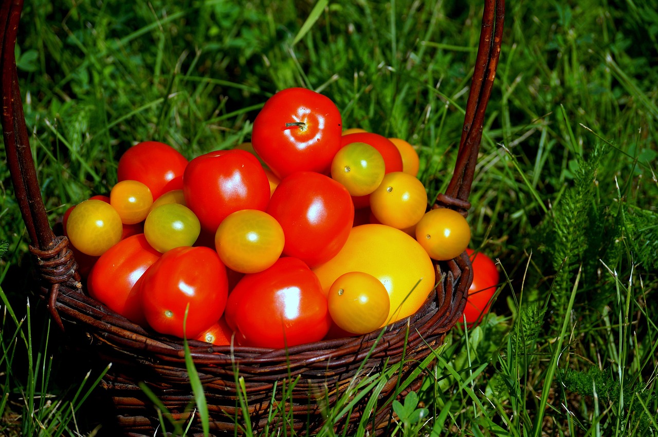 Tomatoes Food Vitamins - Free photo on Pixabay