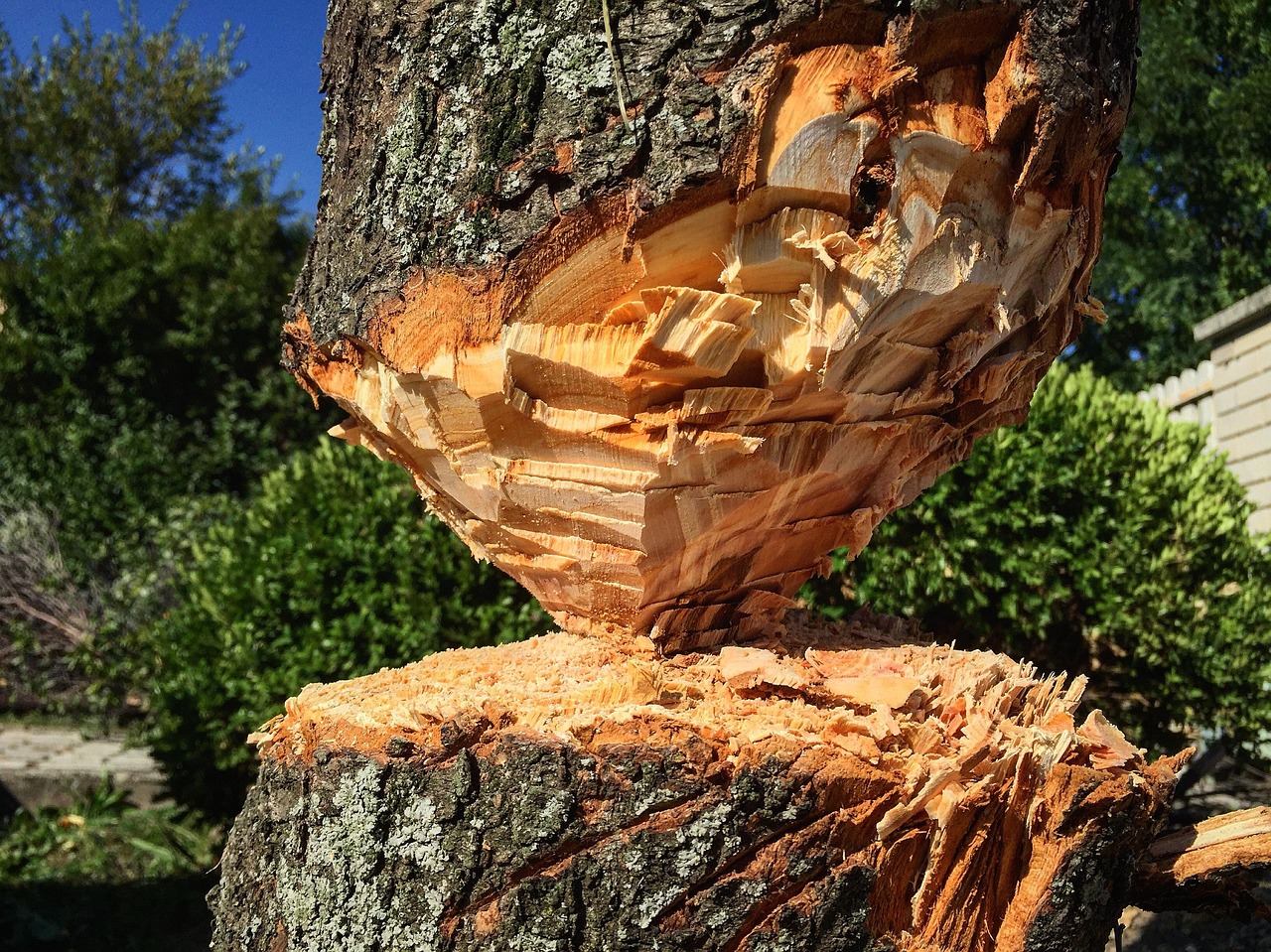 Wood Nature Log - Free photo on Pixabay
