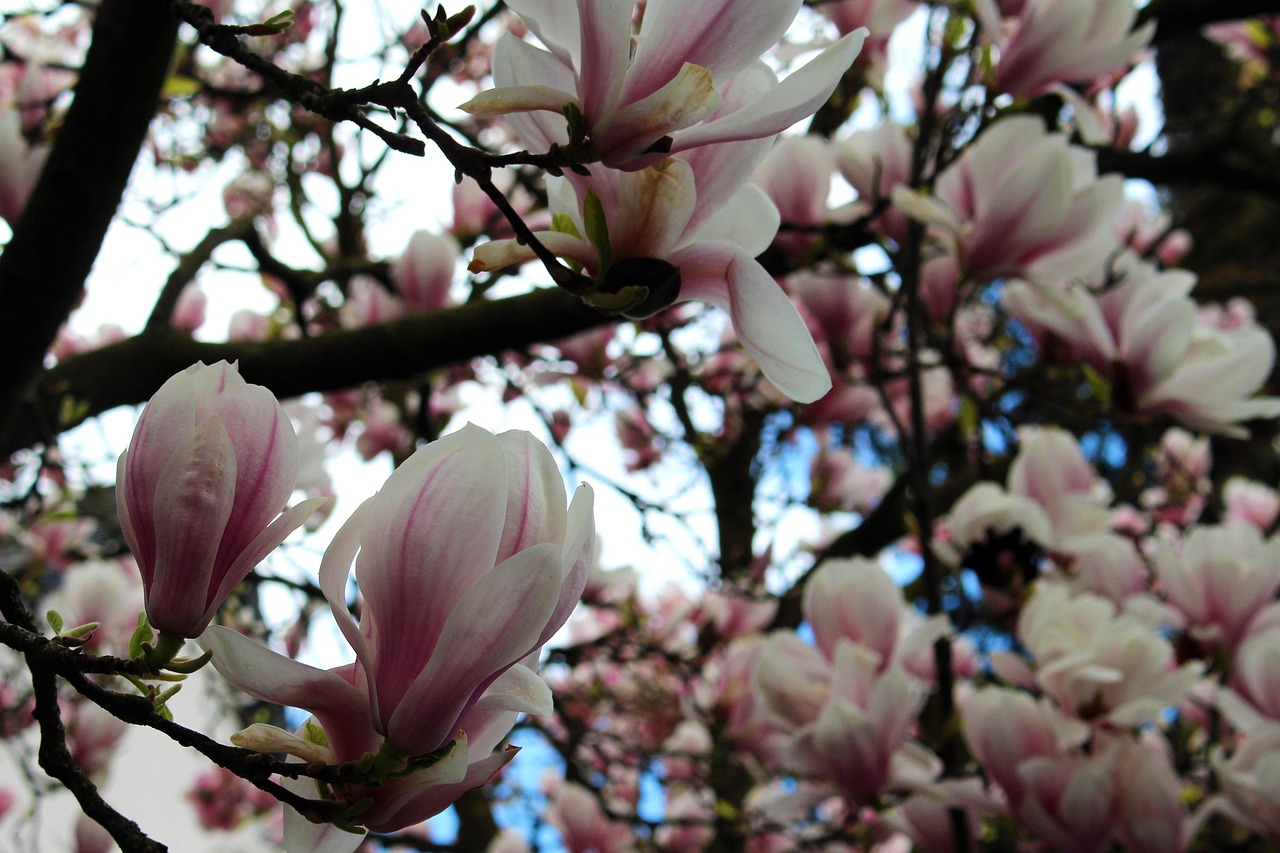 Árbol De Magnolia Flor - Foto gratis en Pixabay - Pixabay