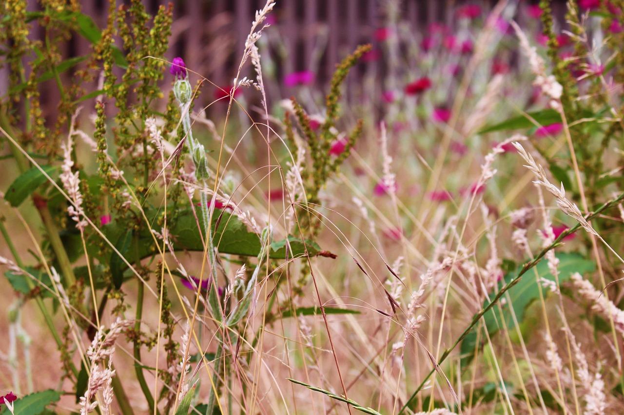 Field Flowers Nature - Free photo on Pixabay