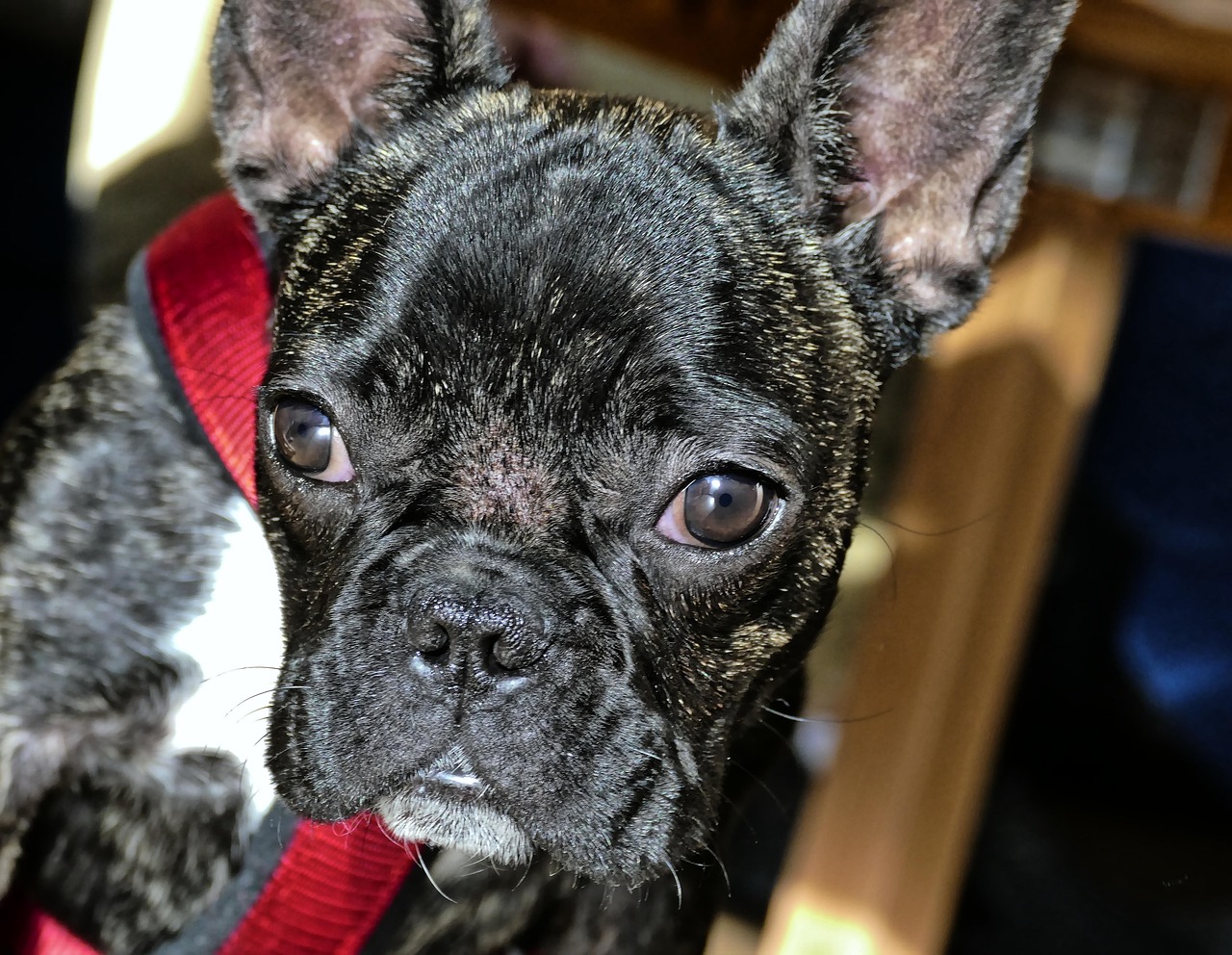 Bulldog Francés Buldog Perro - Foto gratis en Pixabay - Pixabay