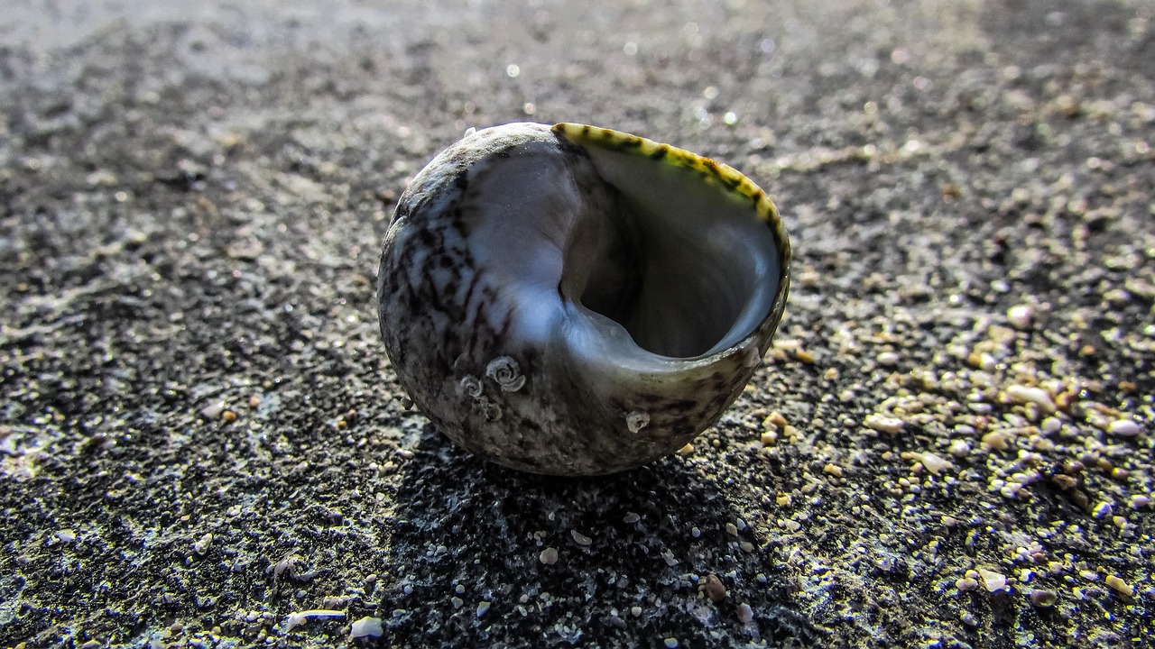 Coquille Plage Nature - Photo gratuite sur Pixabay - Pixabay