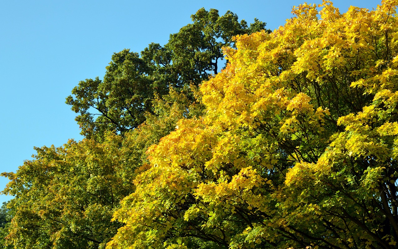 Árbol De Hoja Caduca Árboles - Foto gratis en Pixabay - Pixabay