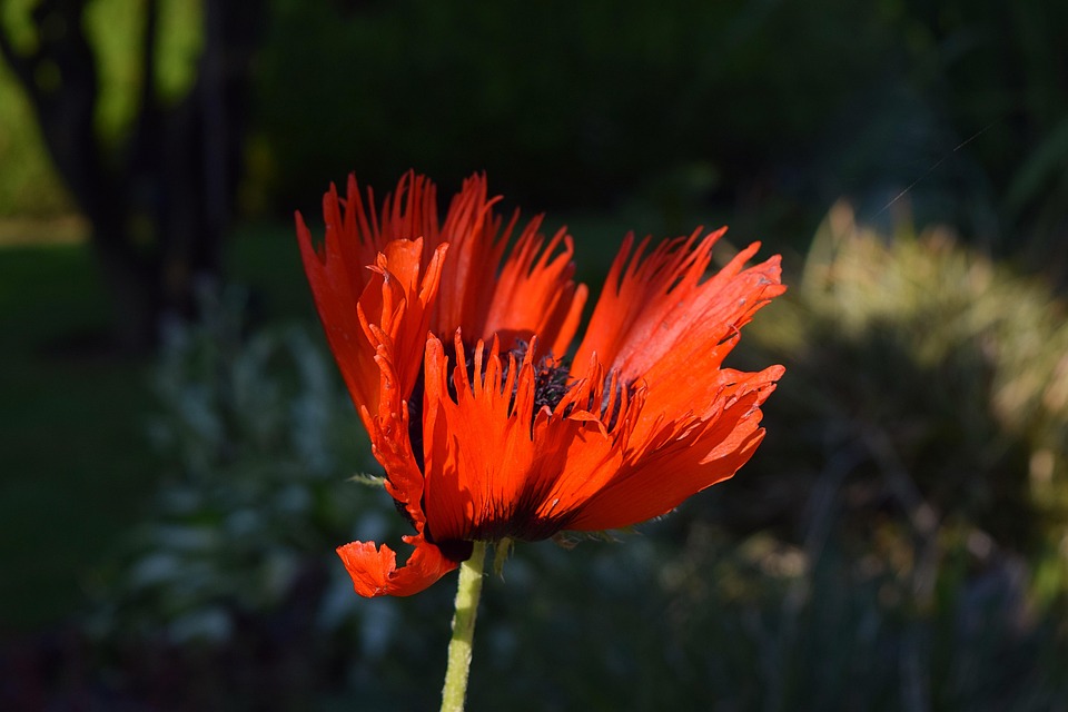 Opium Bunga Poppy - Foto gratis di Pixabay - Pixabay