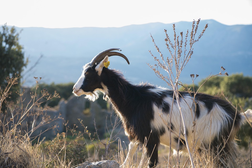 Chèvre Corse Animal - Photo gratuite sur Pixabay