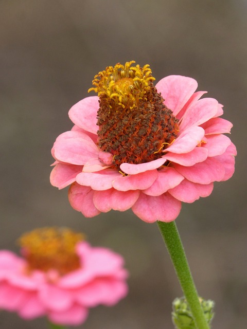 Flor Zinia Color Rosa - Foto gratis en Pixabay - Pixabay