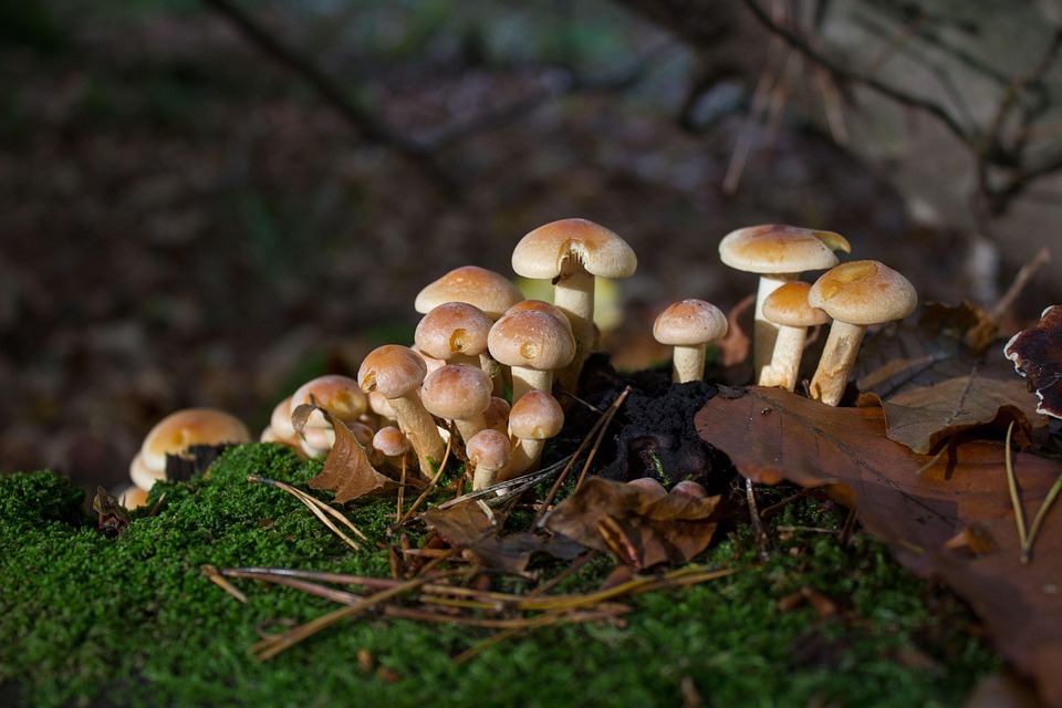 Mushrooms Fall Forest - Free photo on Pixabay