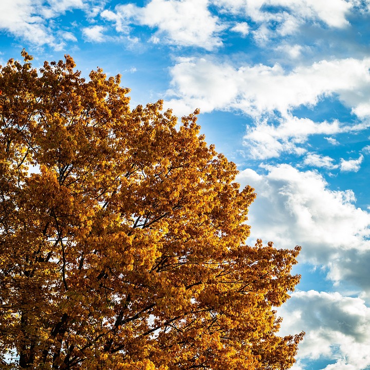 Fall Oak Heaven - Free photo on Pixabay
