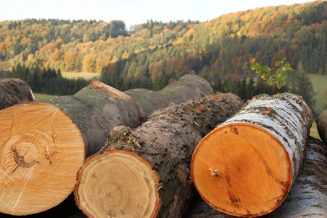 Wood Trees Strain - Free photo on Pixabay - Pixabay