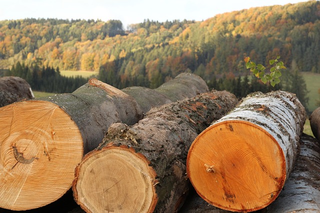 Wood Trees Strain - Free photo on Pixabay - Pixabay