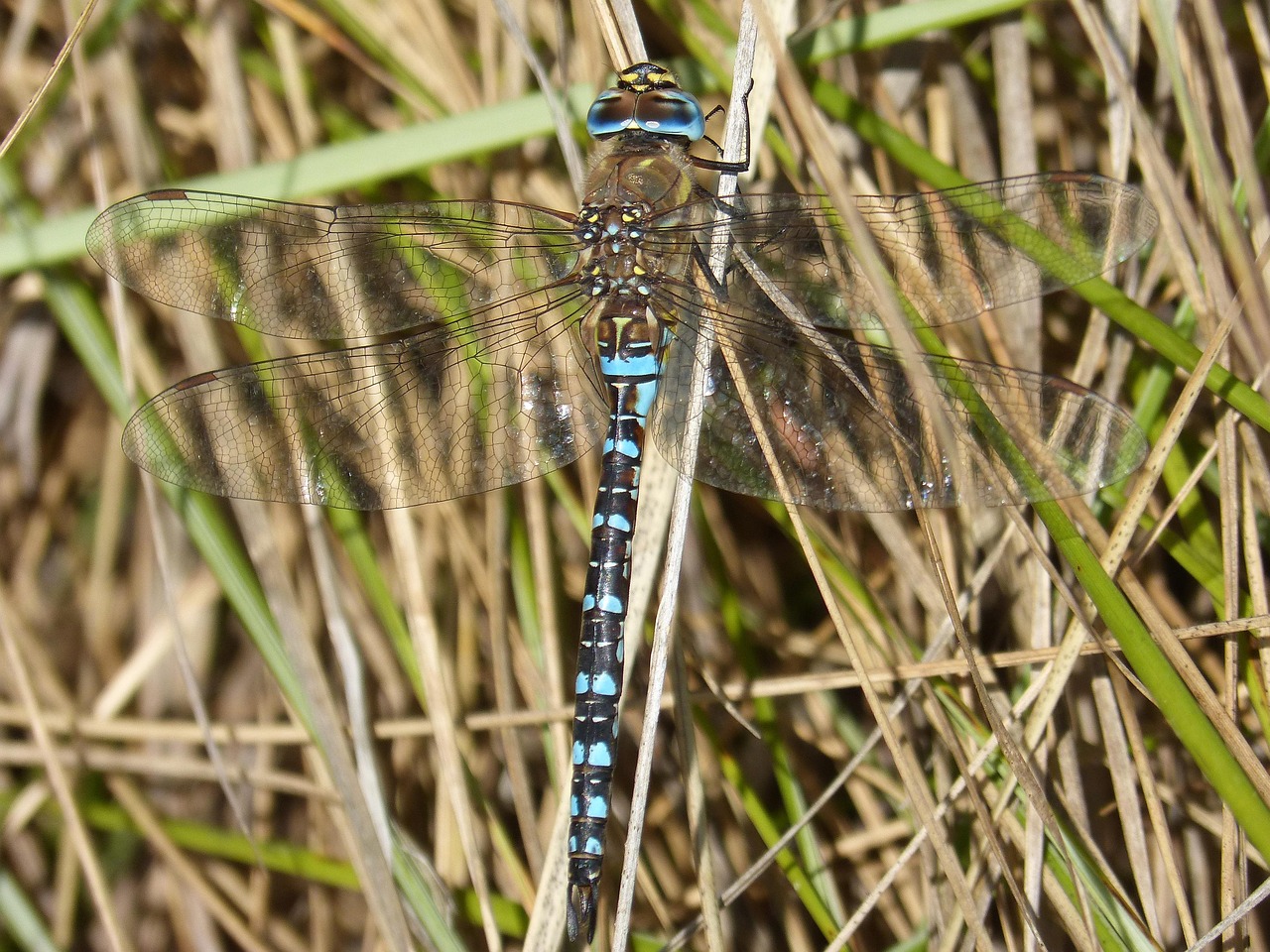 10+ Free Imperator Anax & Dragonfly Images - Pixabay