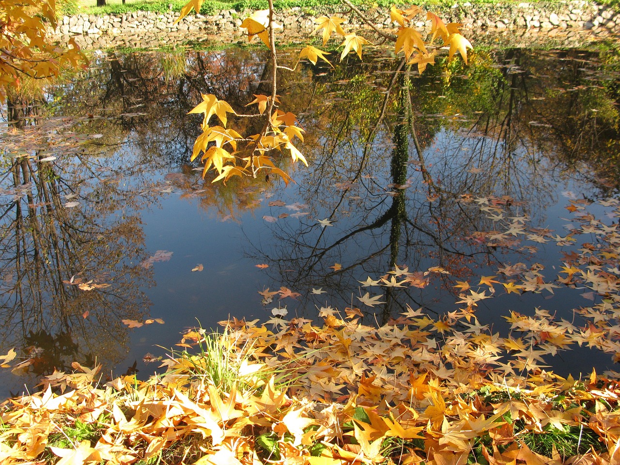 Arbres D'Automne Tombe Automne - Photo gratuite sur Pixabay - Pixabay